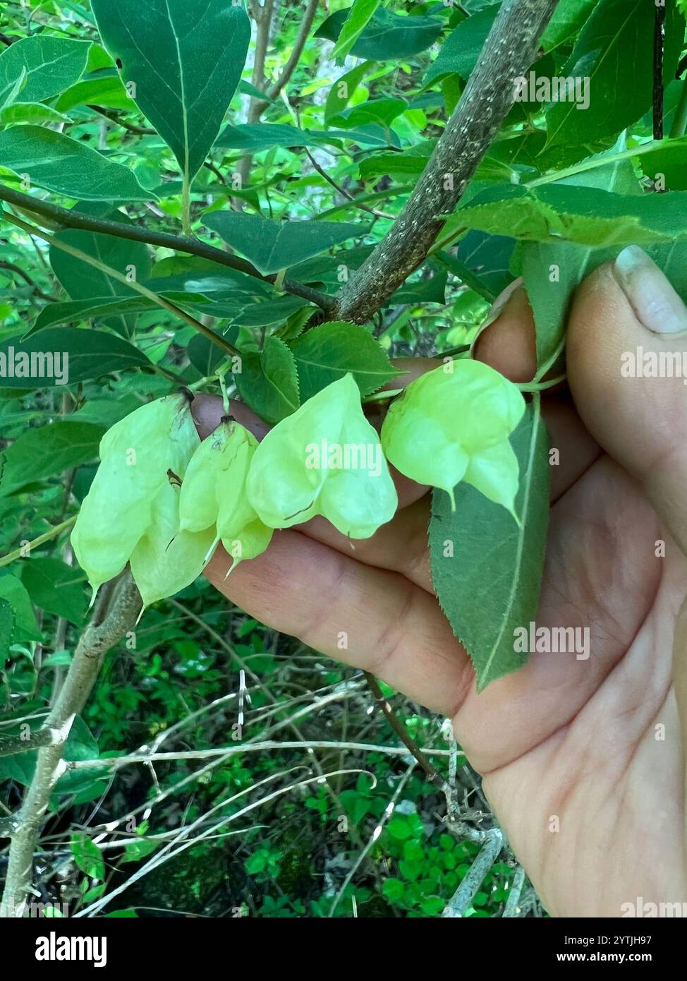 American bladdernut (Staphylea trifolia Stock Photo - Alamy