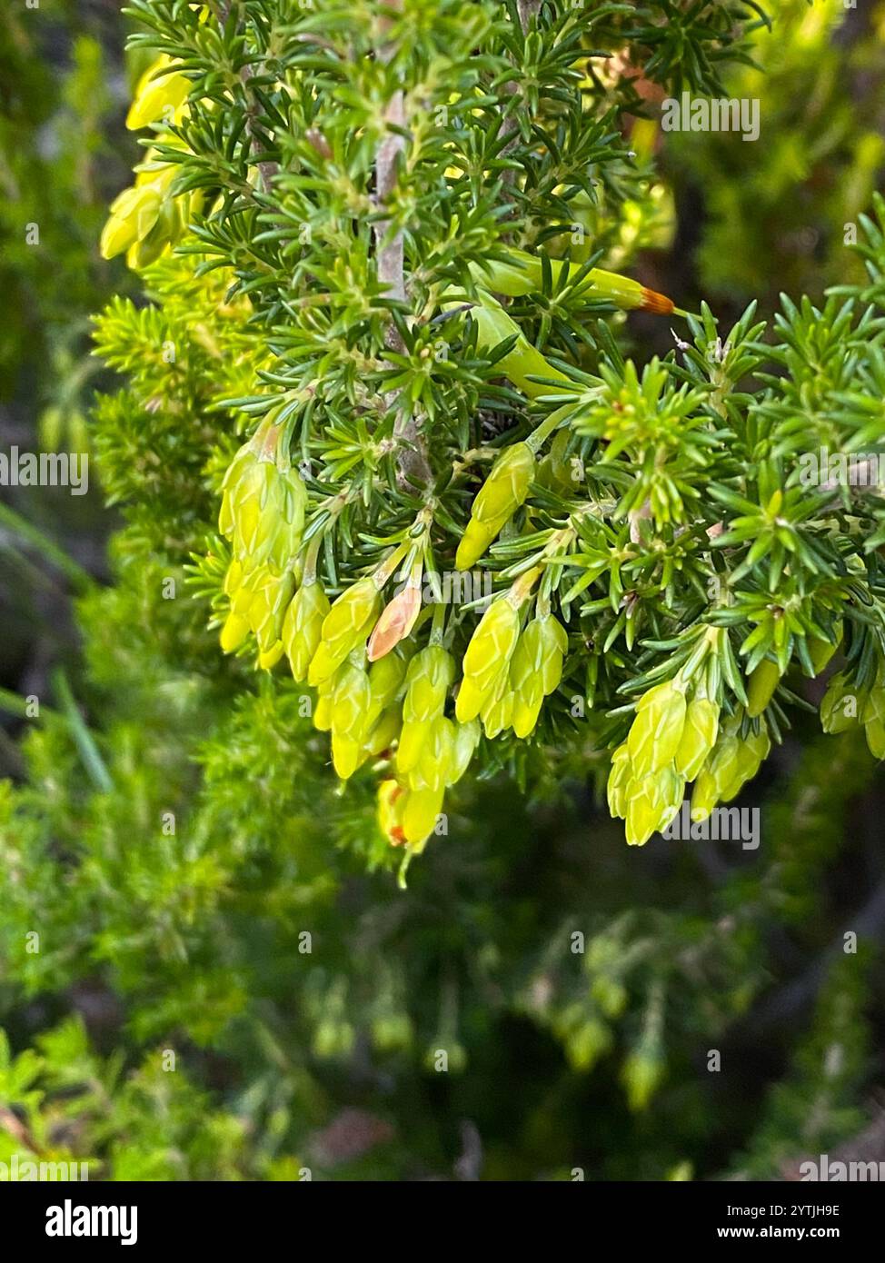 Red Hanging Heath (Erica coccinea coccinea Stock Photo - Alamy