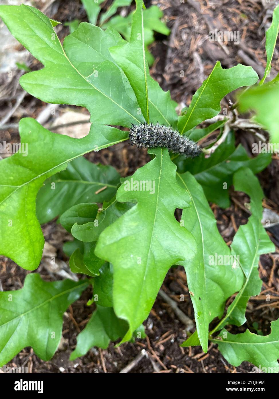 Grote's buckmoth (Hemileuca grotei Stock Photo - Alamy