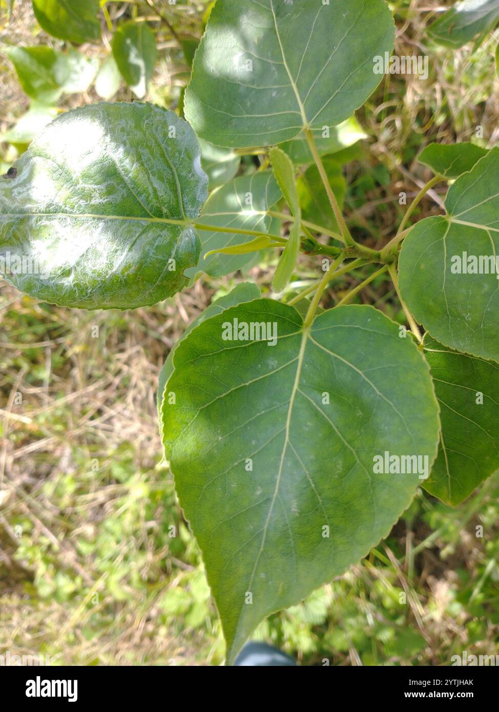 black cottonwood (Populus trichocarpa Stock Photo - Alamy