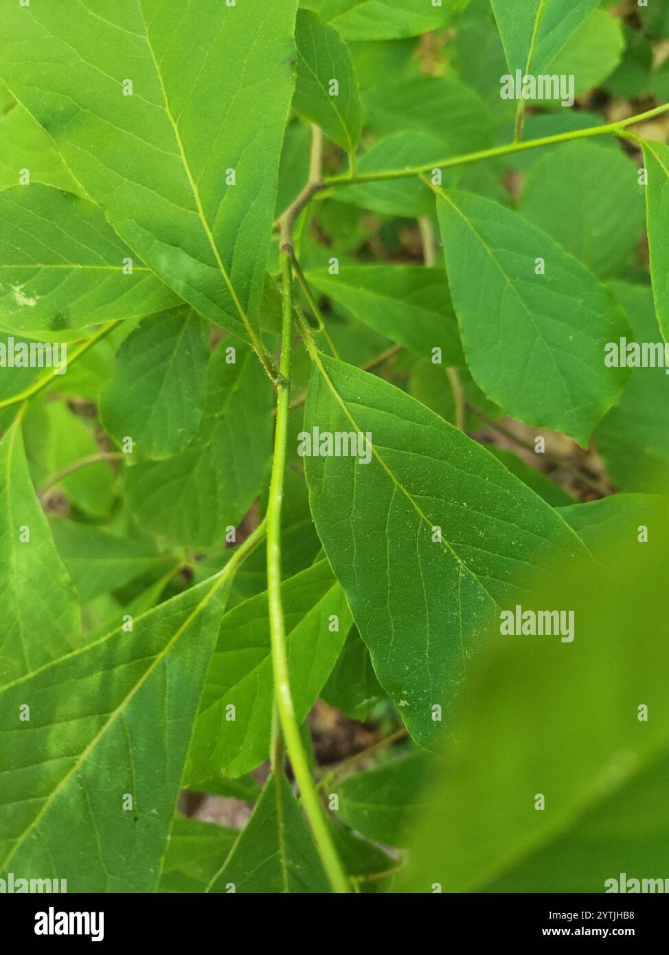 Bigleaf Snowbell (Styrax grandifolius Stock Photo - Alamy