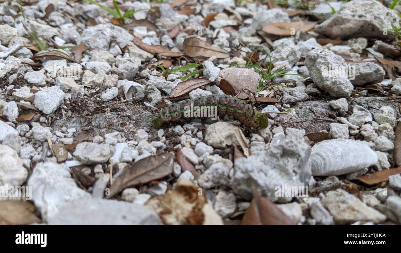 Southern Pink-striped Oakworm Moth (Anisota pellucida Stock Photo - Alamy