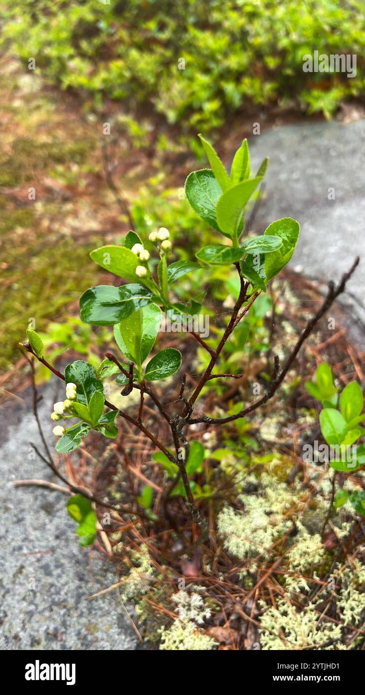 black chokeberry (Aronia melanocarpa Stock Photo - Alamy