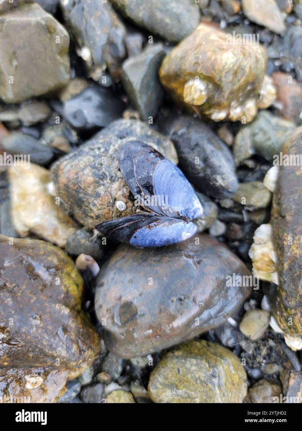 Mytilus trossulus hi-res stock photography and images - Alamy