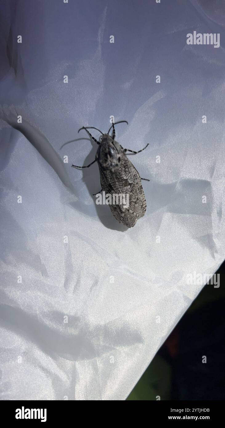 Carpenterworm Moth (Prionoxystus robiniae Stock Photo - Alamy