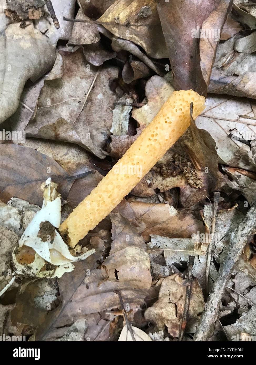 dog stinkhorn (Mutinus caninus Stock Photo - Alamy