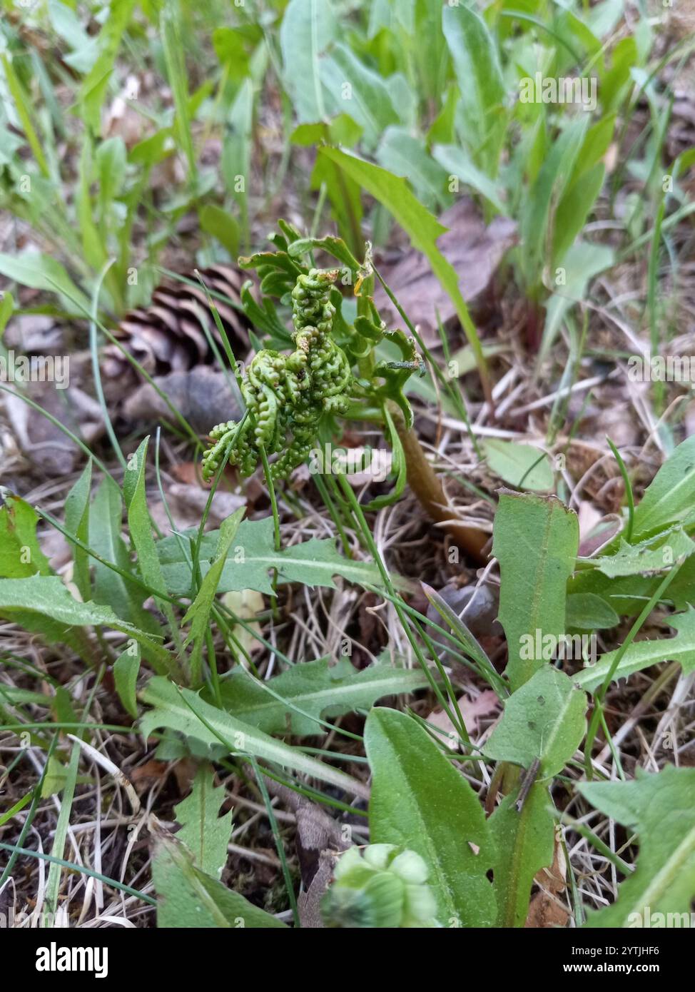 Ophioglossaceae family hi-res stock photography and images - Alamy
