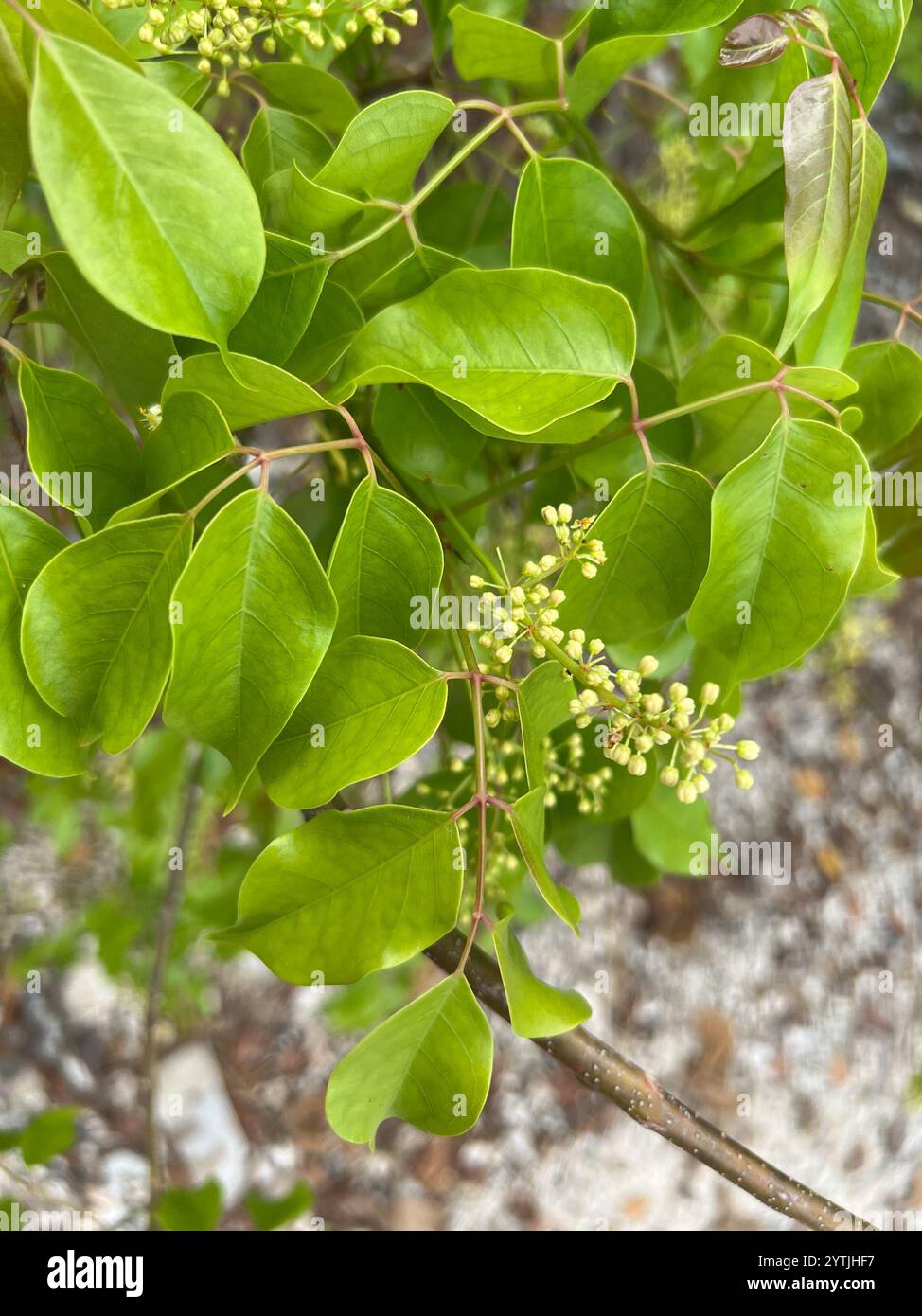 Gumbo Limbo (Bursera simaruba Stock Photo - Alamy