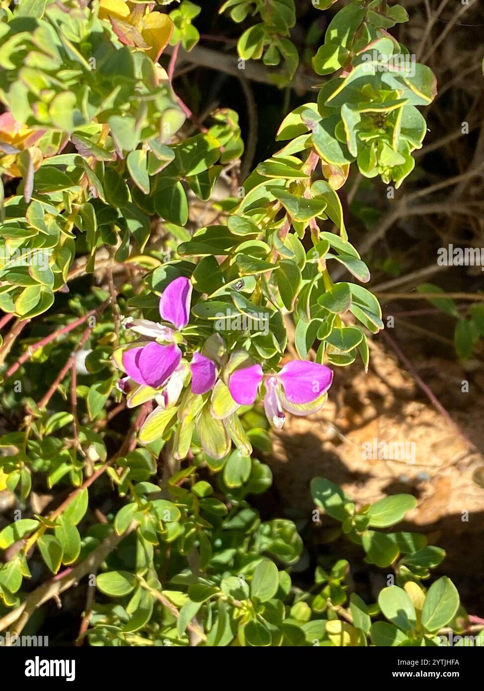 Septemberbush (Polygala myrtifolia myrtifolia Stock Photo - Alamy
