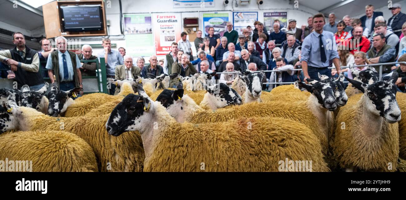 sale of North of England mule gimmer lambs at Hawes, North Yorkshire ...