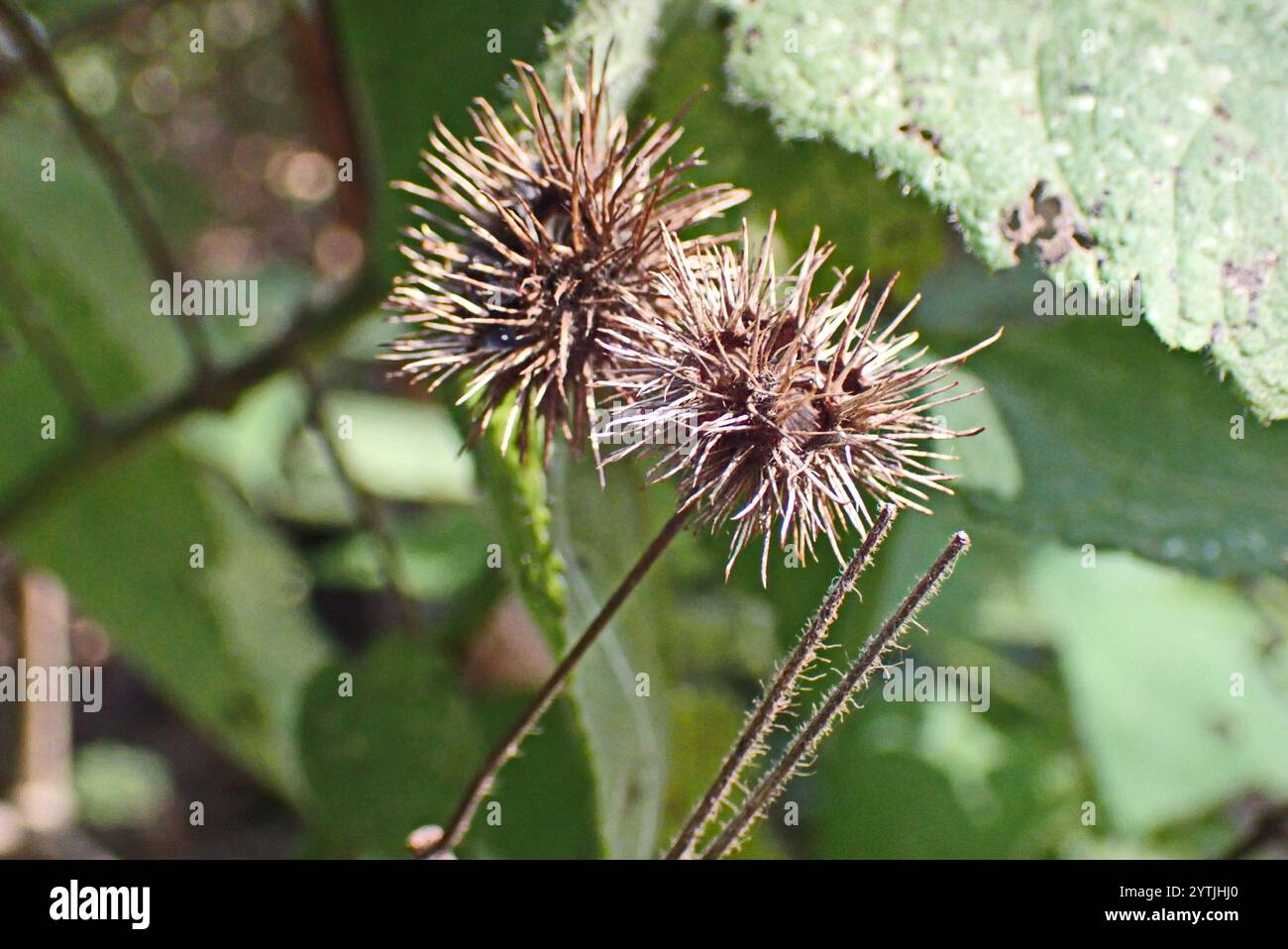 African hemp (Sparrmannia africana Stock Photo - Alamy