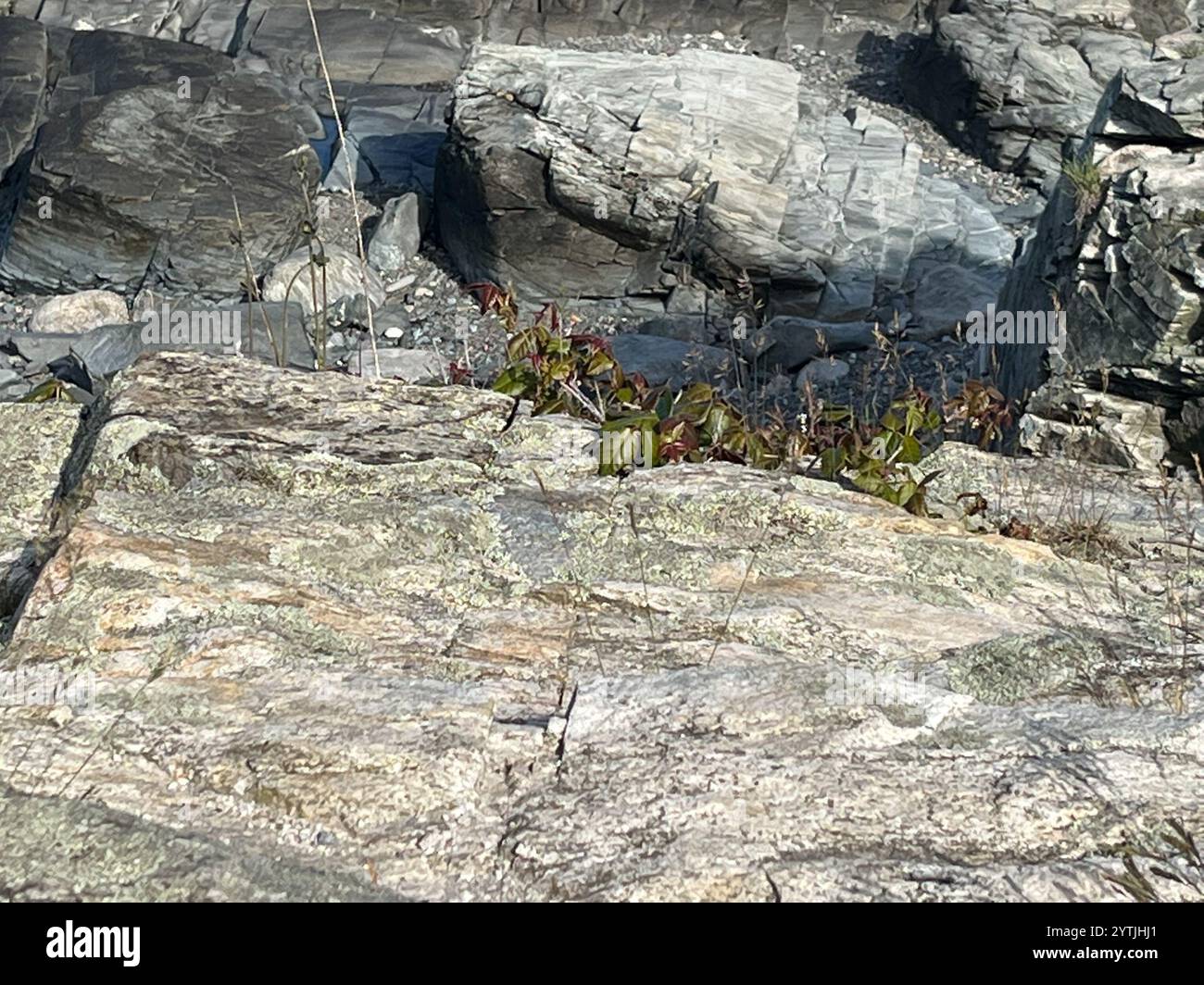 poison ivies and oaks (Toxicodendron Stock Photo - Alamy