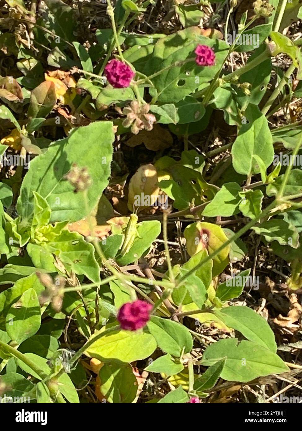 scarlet spiderling (Boerhavia coccinea Stock Photo - Alamy