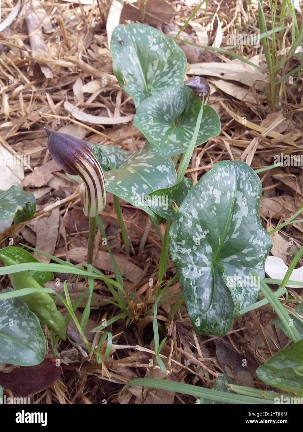 Friar's-cowl (Arisarum vulgare Stock Photo - Alamy