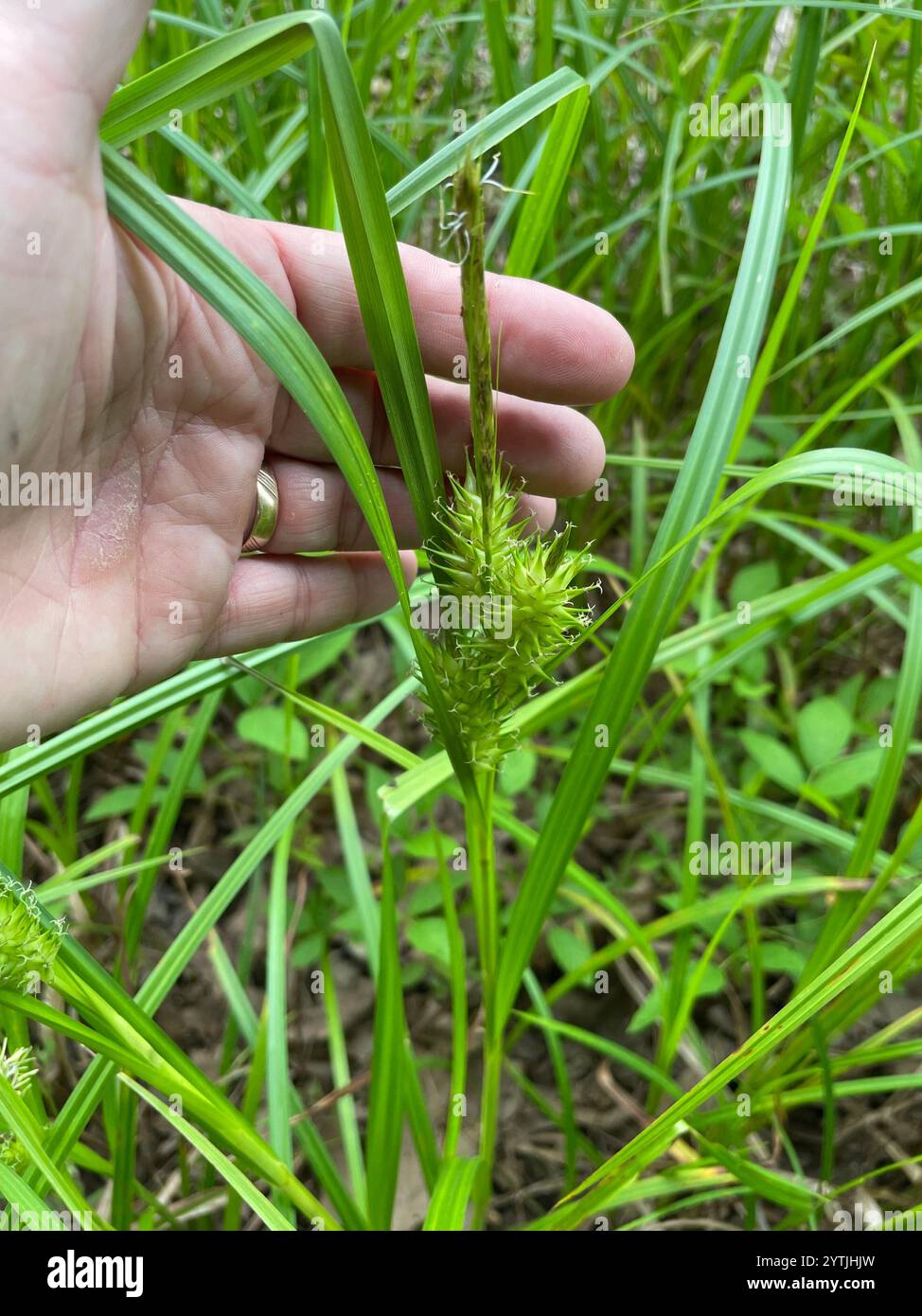 hop sedge (Carex lupulina Stock Photo - Alamy
