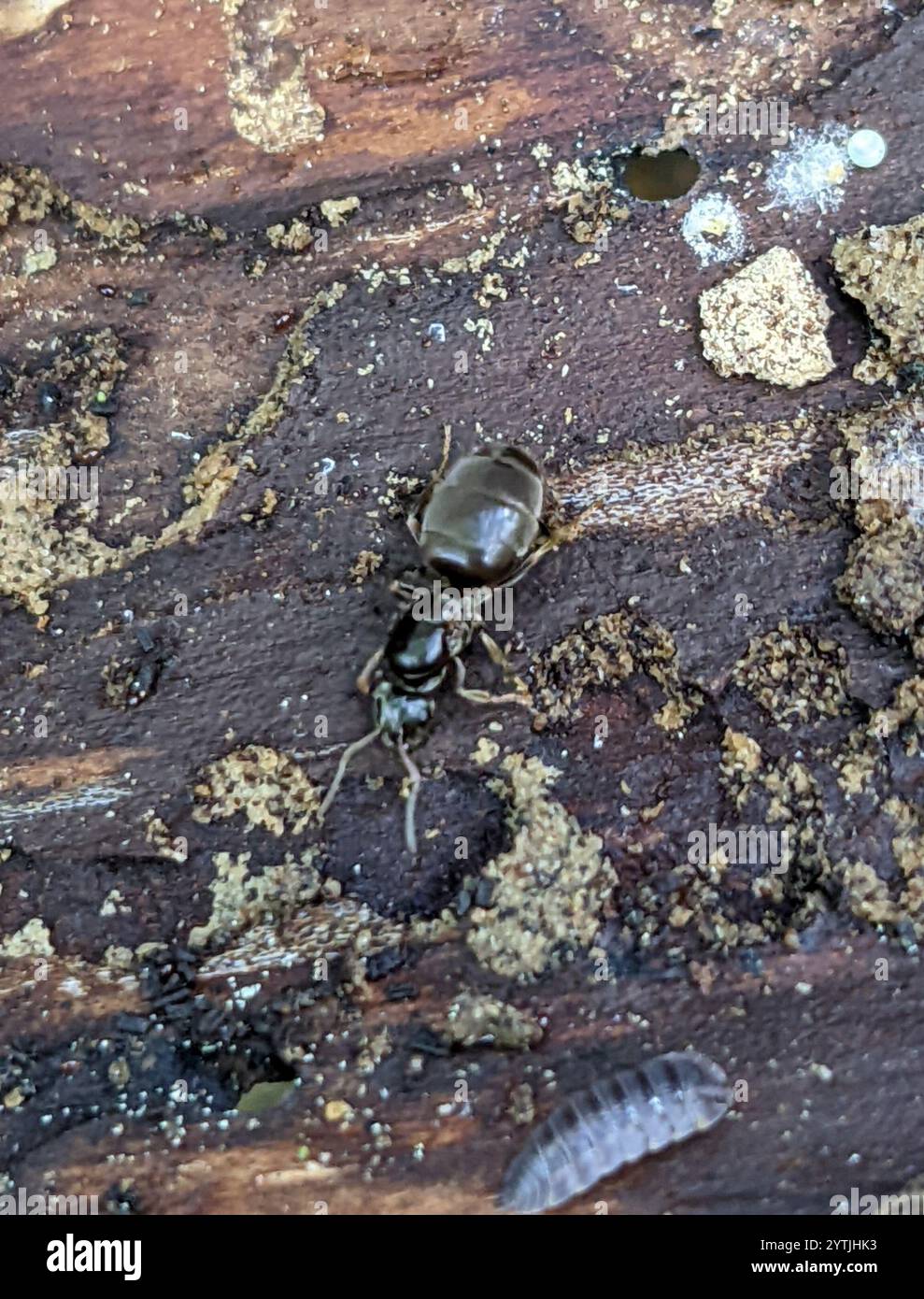 Black Garden Ant (Lasius niger Stock Photo - Alamy