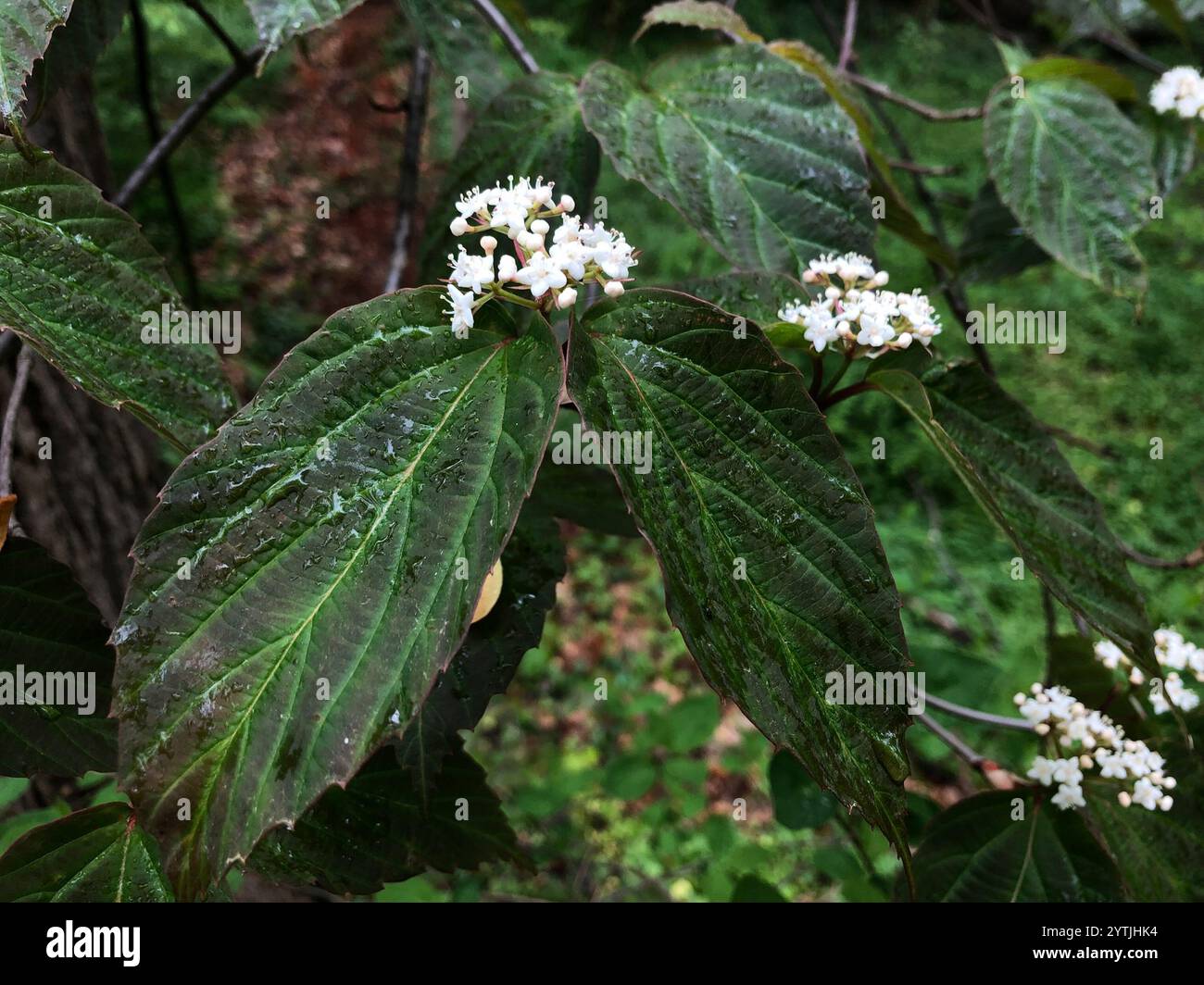 tea viburnum (Viburnum setigerum Stock Photo - Alamy