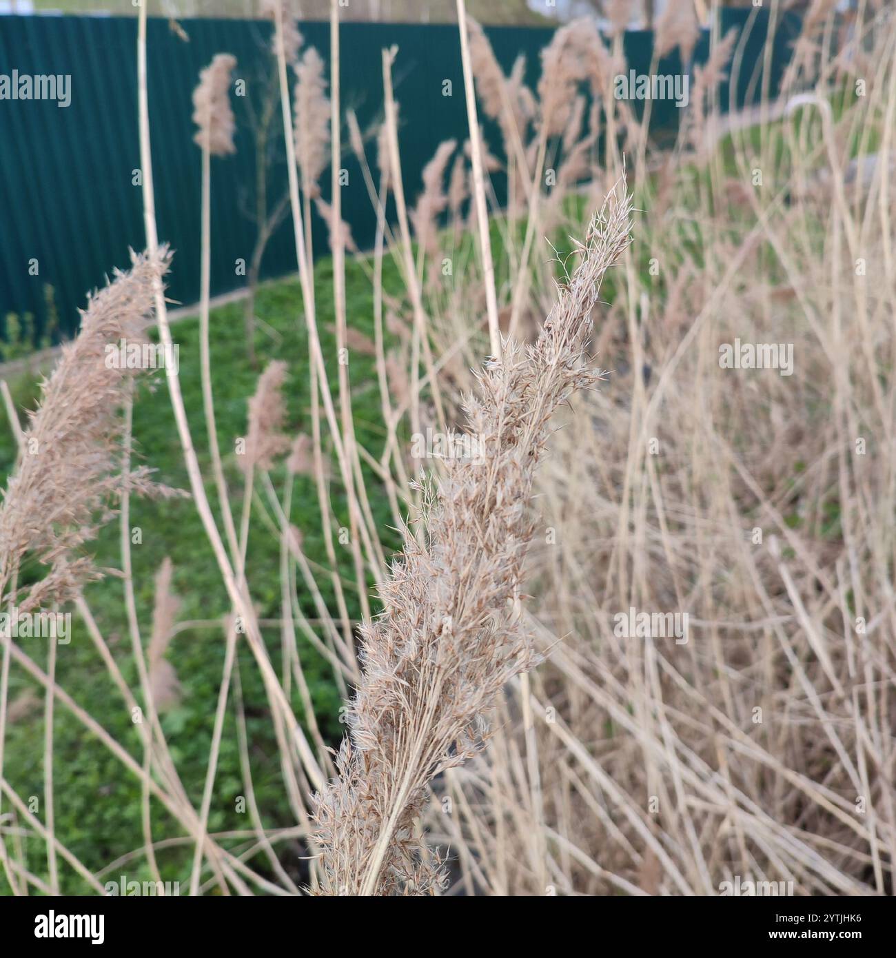 common reed (Phragmites australis Stock Photo - Alamy