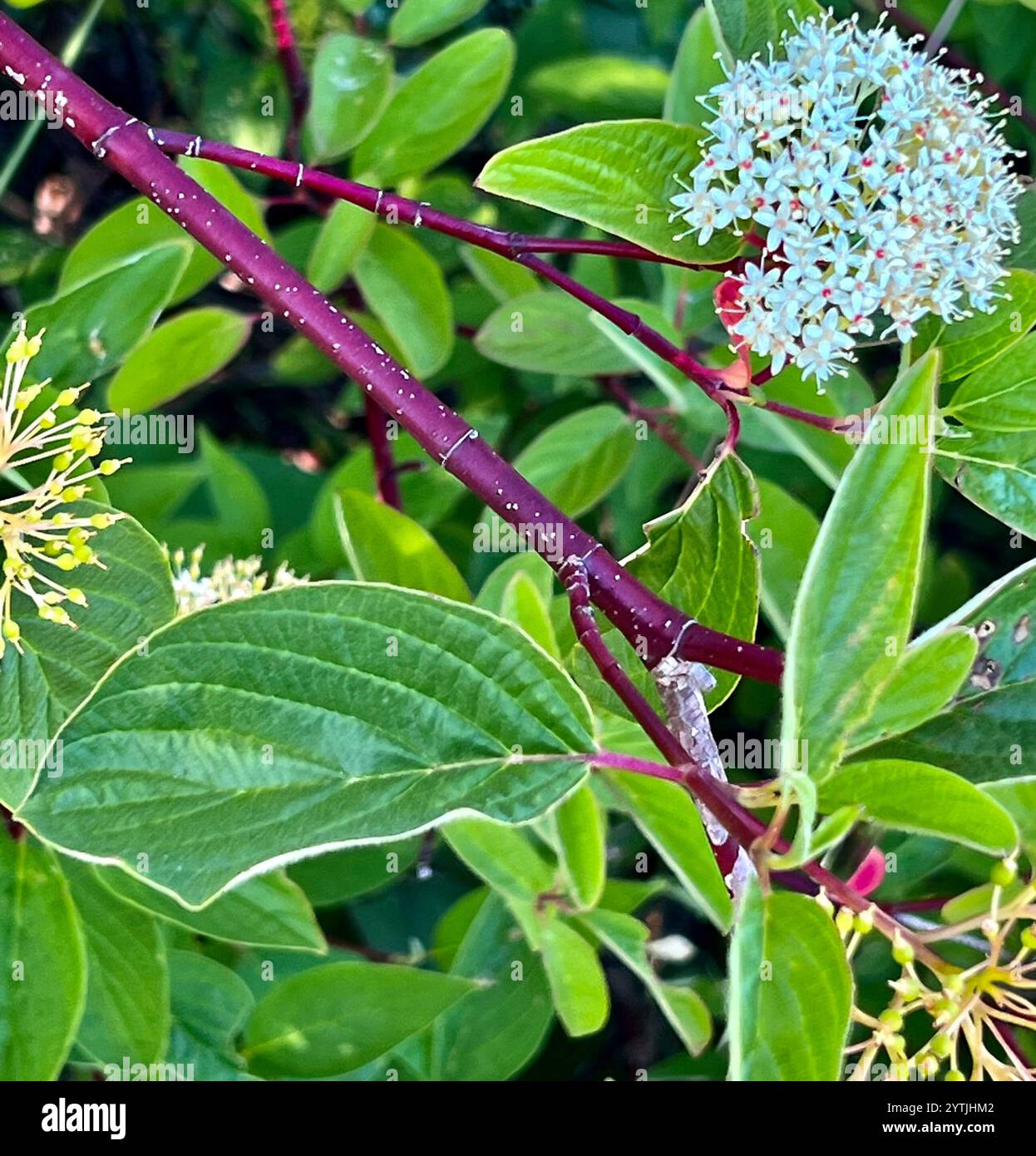 red osier dogwood (Cornus sericea Stock Photo - Alamy