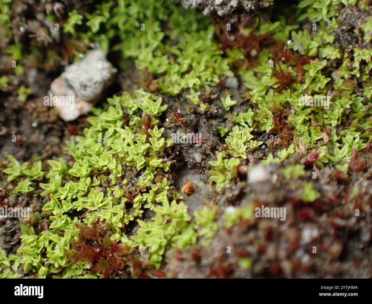 Wall Screw-moss (Tortula muralis Stock Photo - Alamy