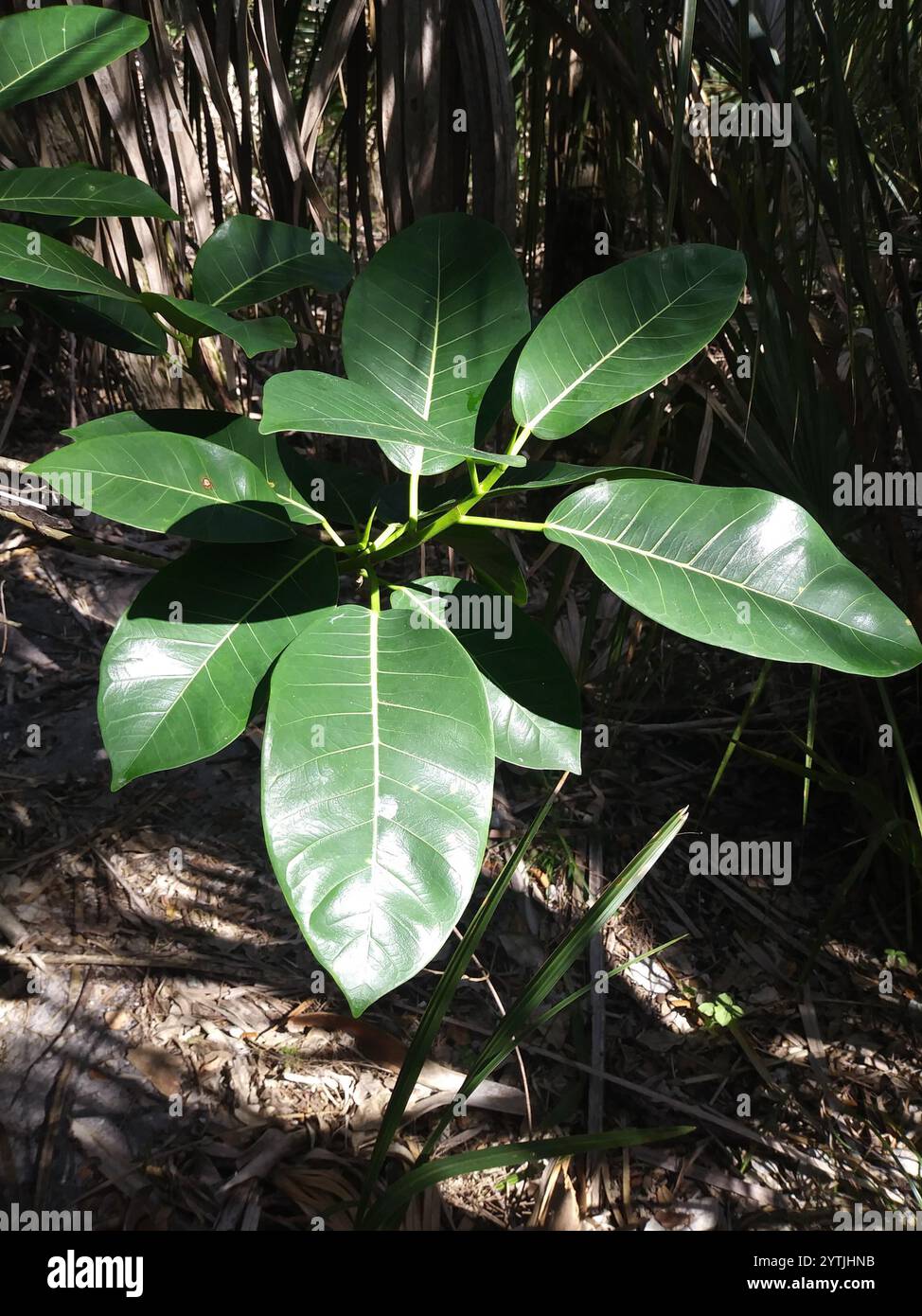 Florida Strangler Fig (Ficus aurea Stock Photo - Alamy