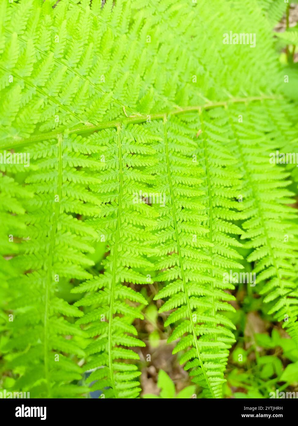 lady fern (Athyrium filix-femina Stock Photo - Alamy