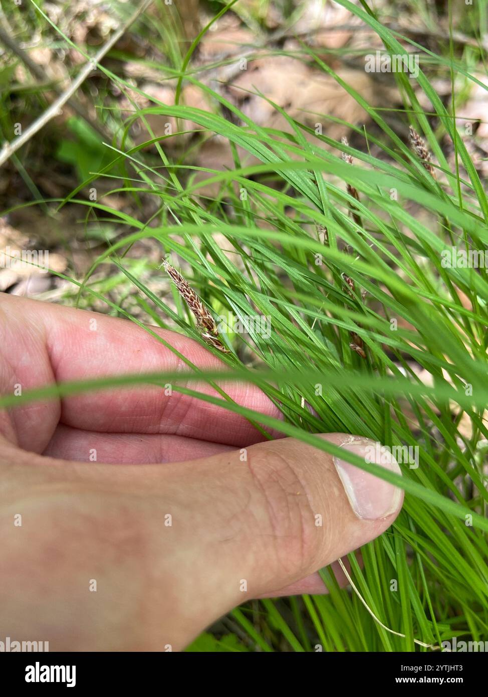 true sedges (Carex Stock Photo - Alamy