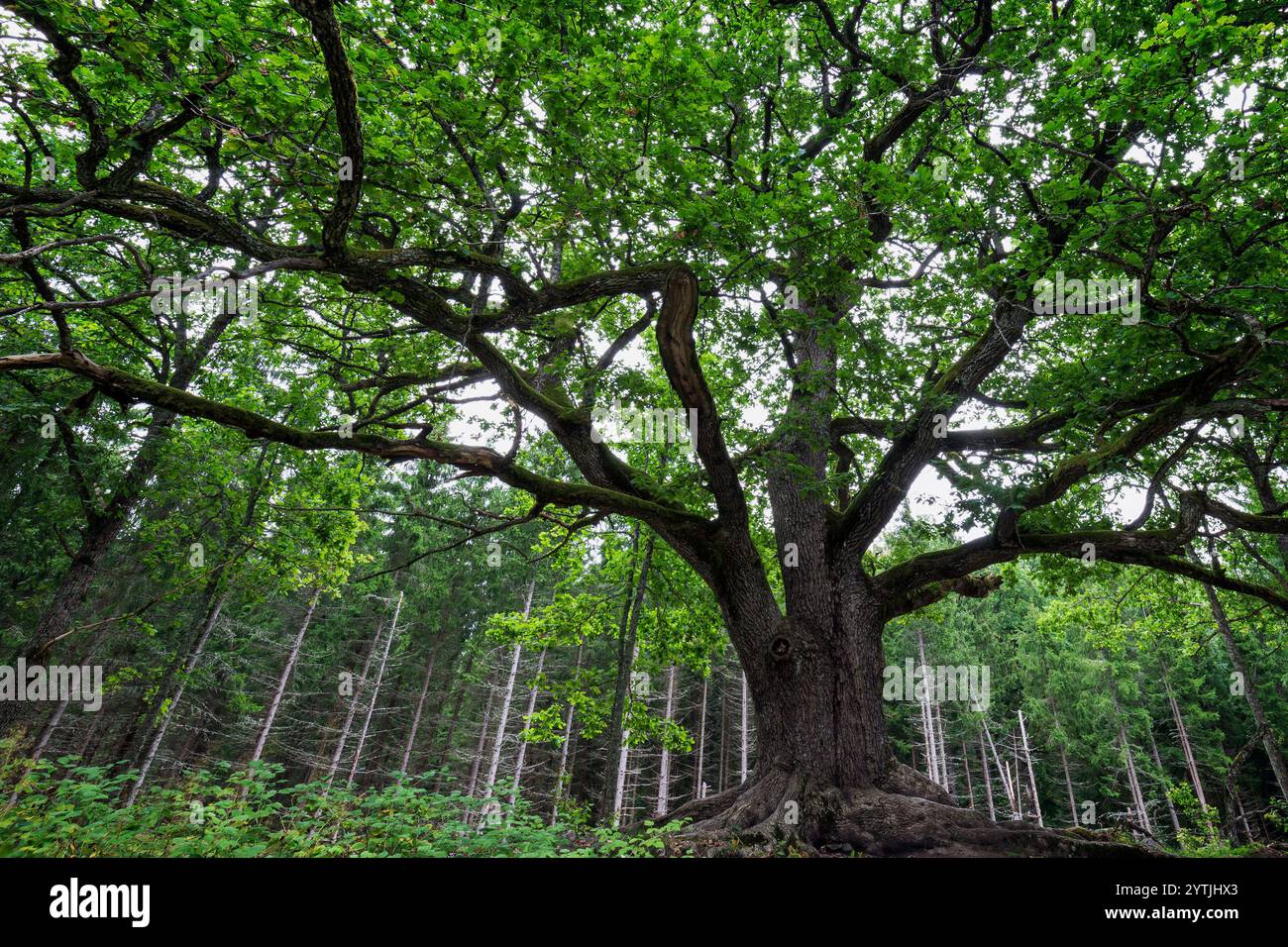 Lush and verdant the oak of Paavola (Paavolan Tammi in Finnish) - large ...