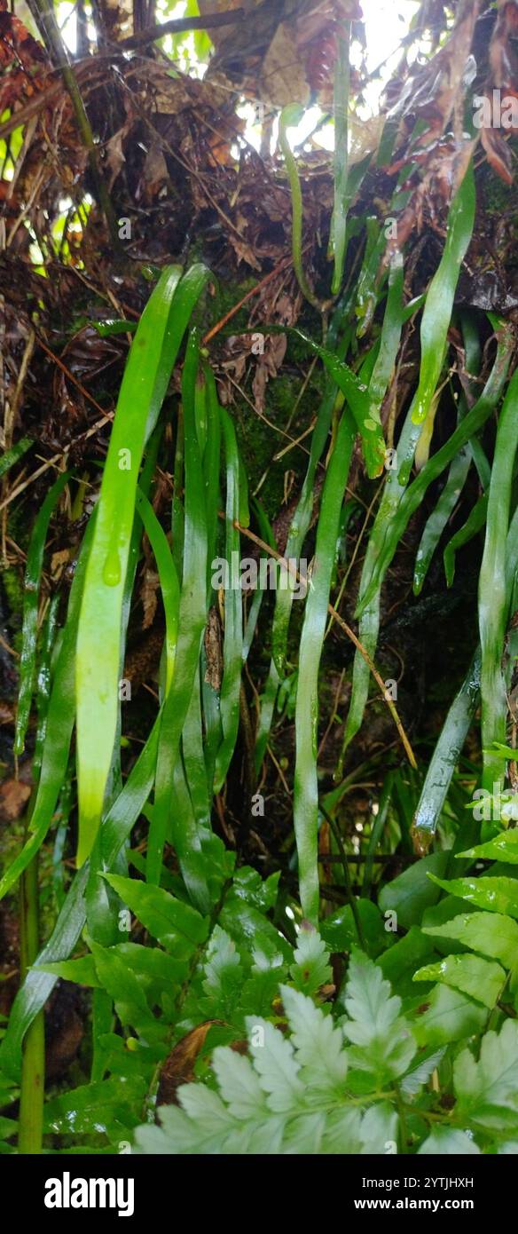 Haplopteris elongata hi-res stock photography and images - Alamy