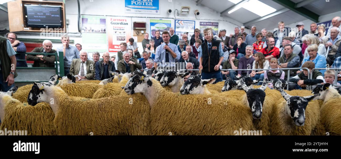 sale of North of England mule gimmer lambs at Hawes, North Yorkshire ...