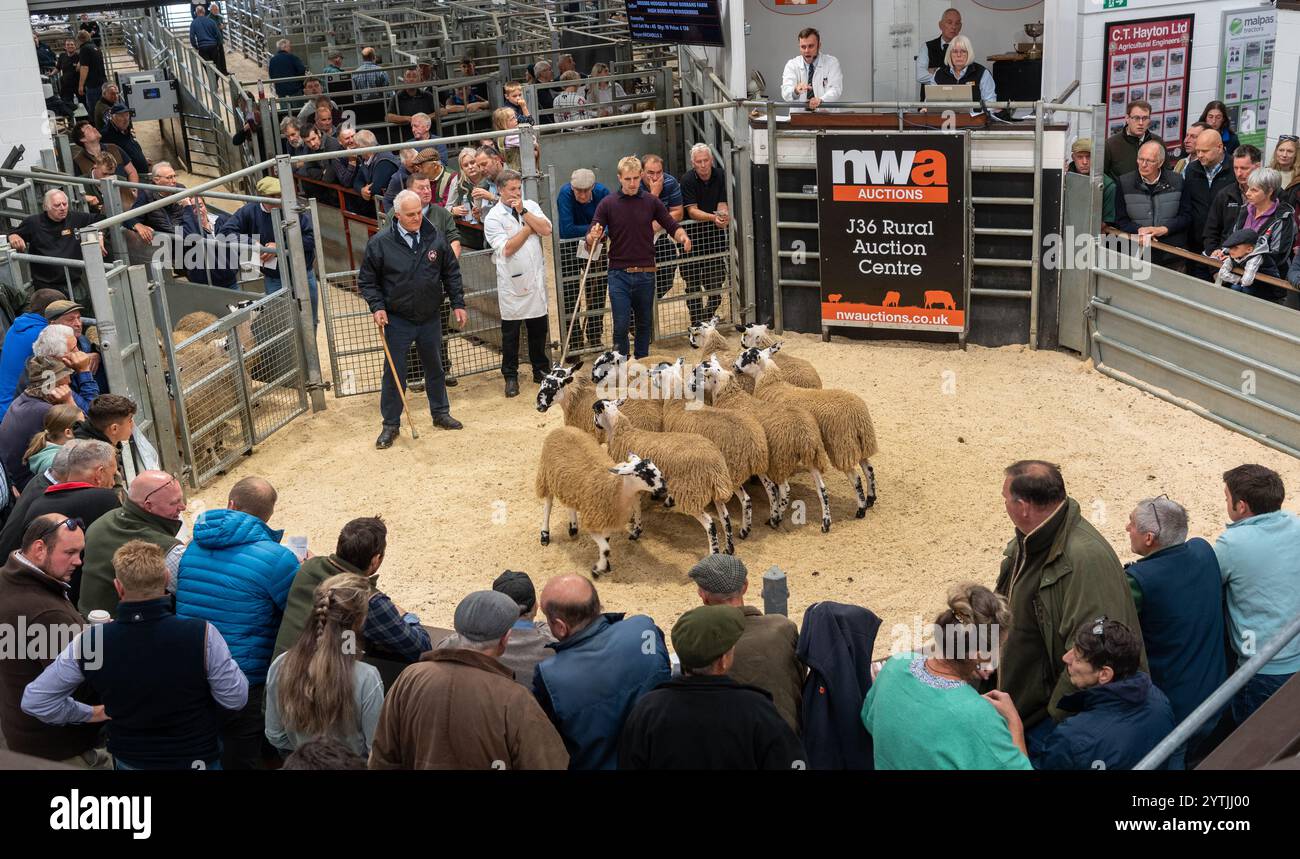 Mule gimmer lamb sale at Kendale Auction Mart, Cumbria, UK Stock Photo ...