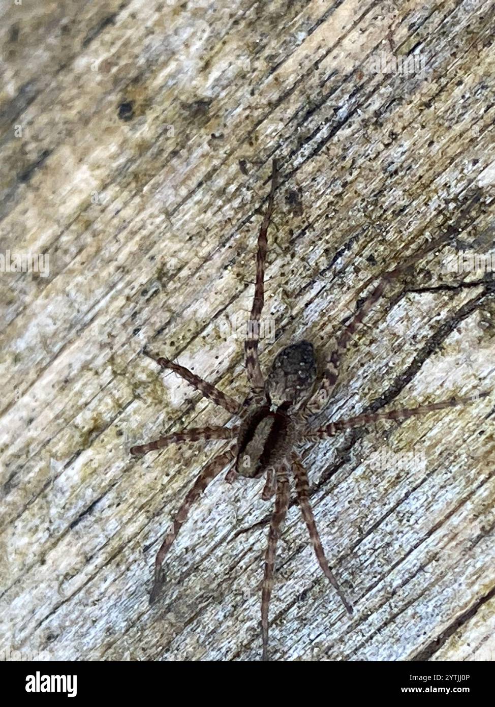 Common Forest Wolf Spider Complex (Pardosa lugubris Stock Photo - Alamy