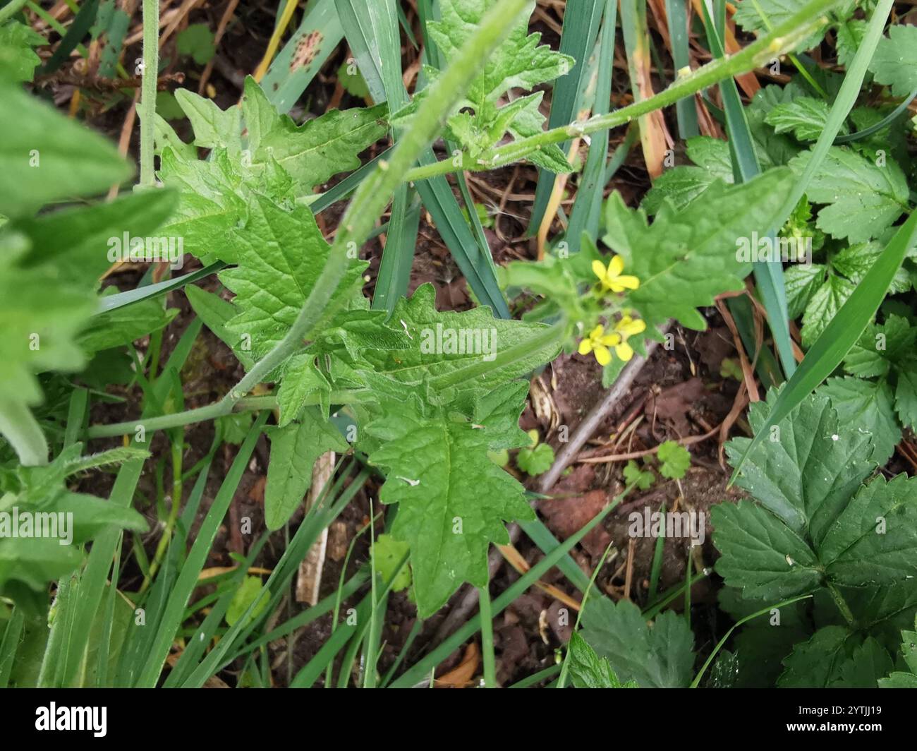 Hedge mustard (Sisymbrium officinale Stock Photo - Alamy