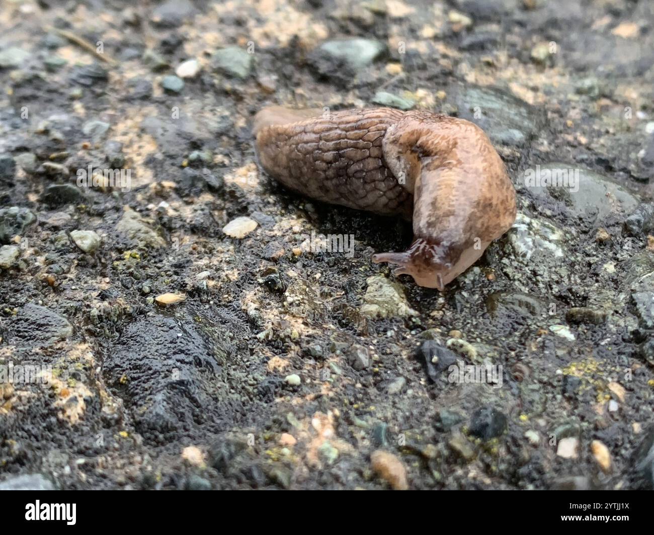 Milky Slug (Deroceras reticulatum Stock Photo - Alamy