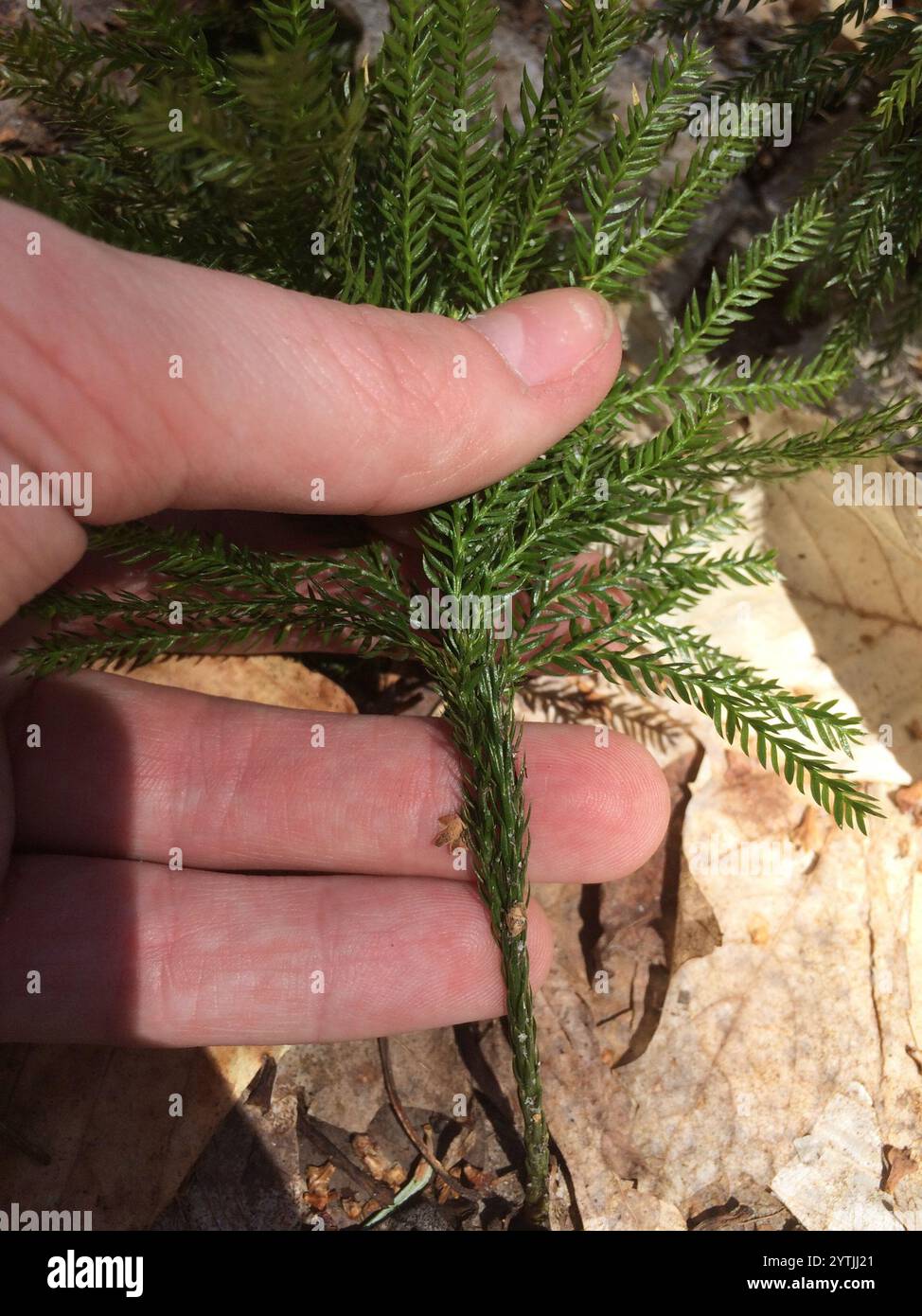 flat-branched tree-clubmoss (Dendrolycopodium obscurum Stock Photo - Alamy