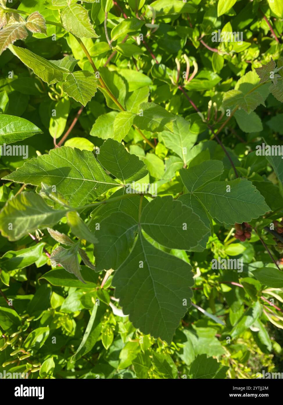 fragrant sumac (Rhus aromatica Stock Photo - Alamy