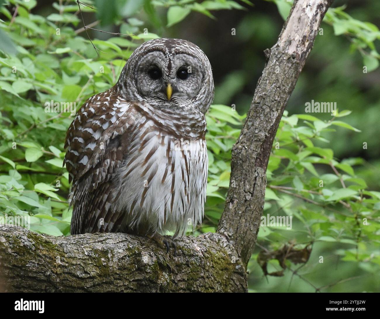 Barred Owl (Strix varia Stock Photo - Alamy