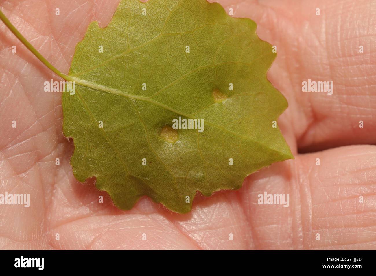 Poplar gall mite (Phyllocoptes populi Stock Photo - Alamy