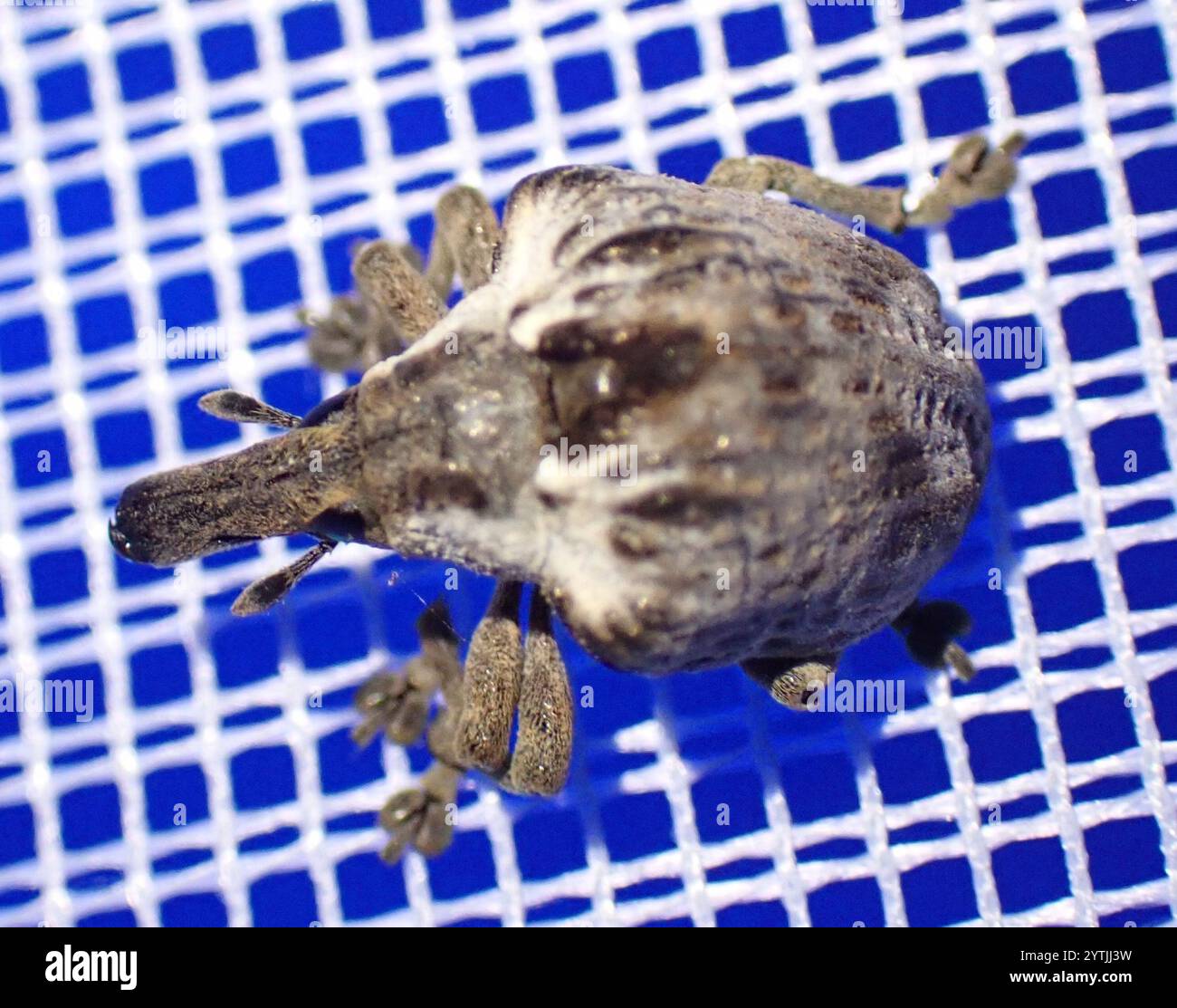 Common African Fig Weevil (Omophorus stomachosus Stock Photo - Alamy