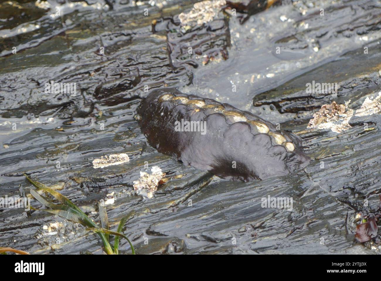 Black Leather Chiton (Katharina tunicata Stock Photo - Alamy