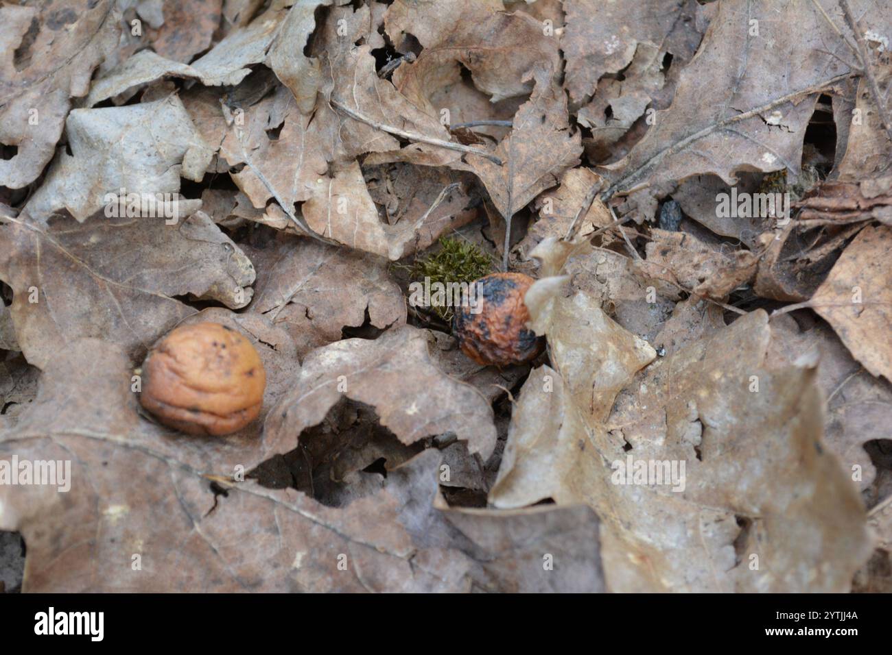 Cherry Gall Wasp (Cynips quercusfolii Stock Photo - Alamy