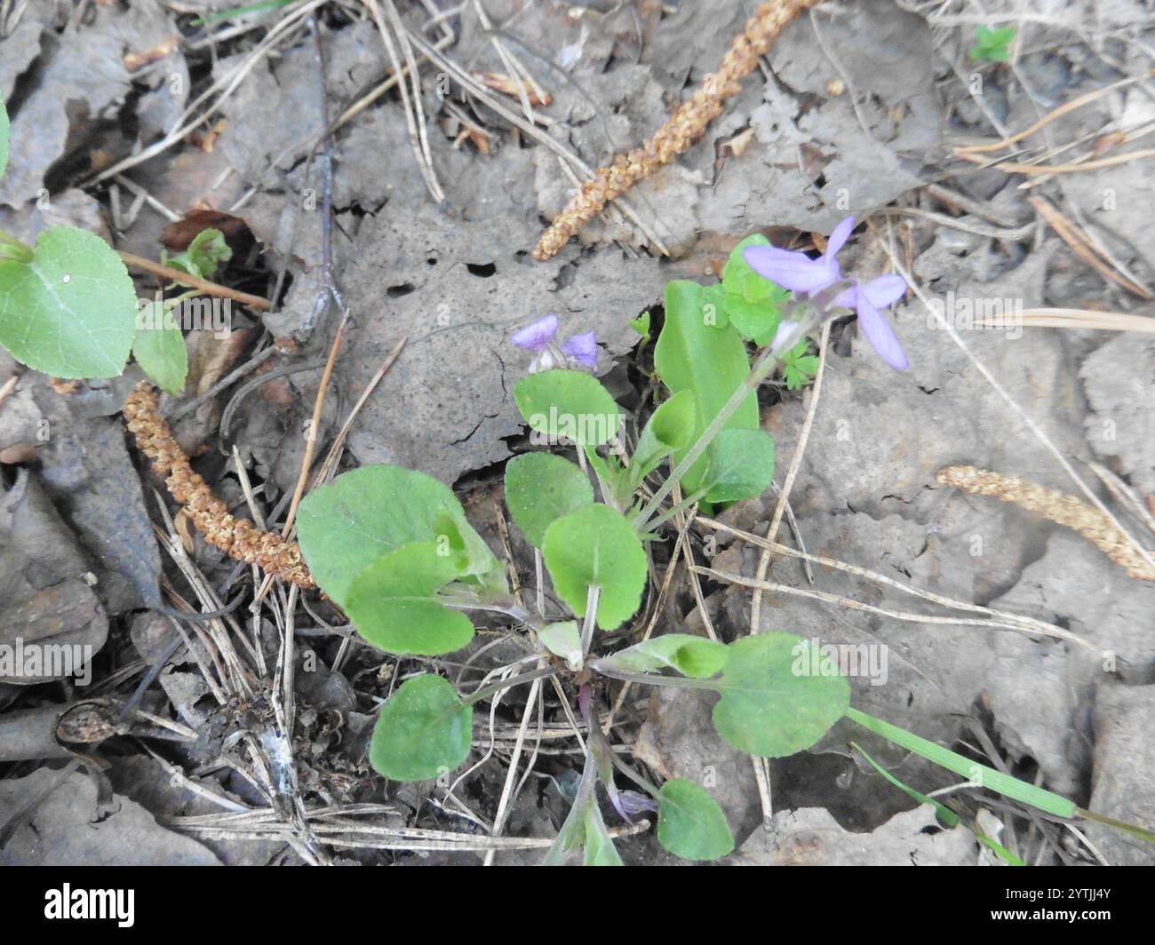 Teesdale Violet (Viola rupestris Stock Photo - Alamy