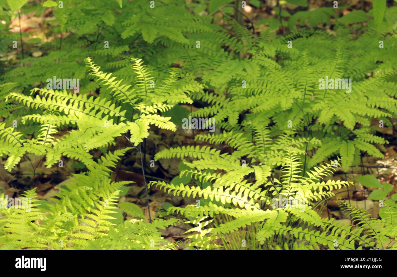 northern maidenhair fern (Adiantum pedatum Stock Photo - Alamy