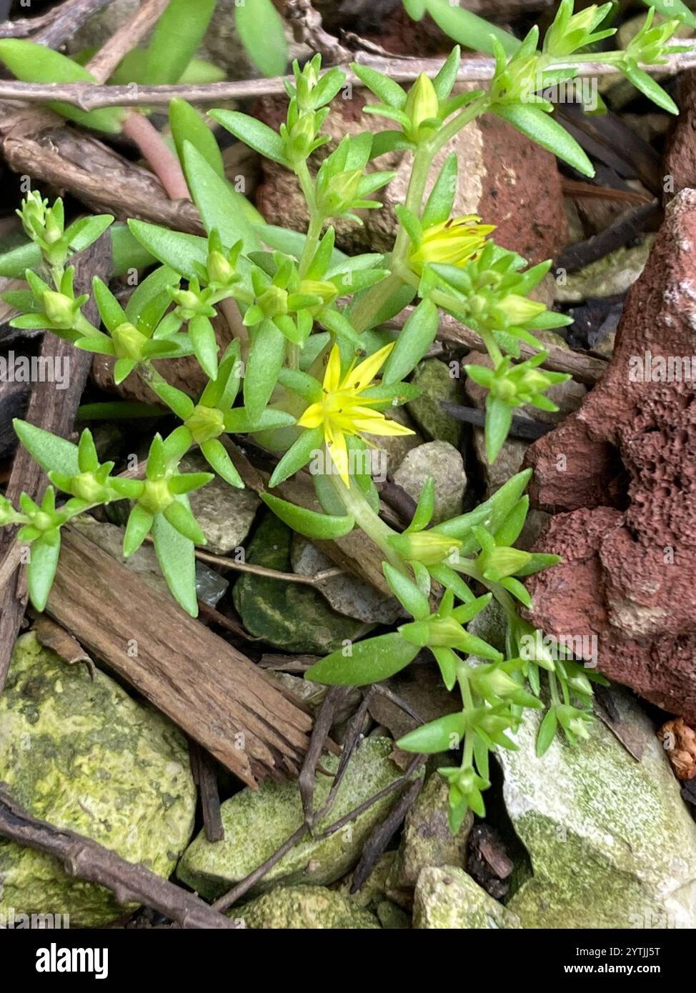 Stringy stonecrop hi-res stock photography and images - Alamy