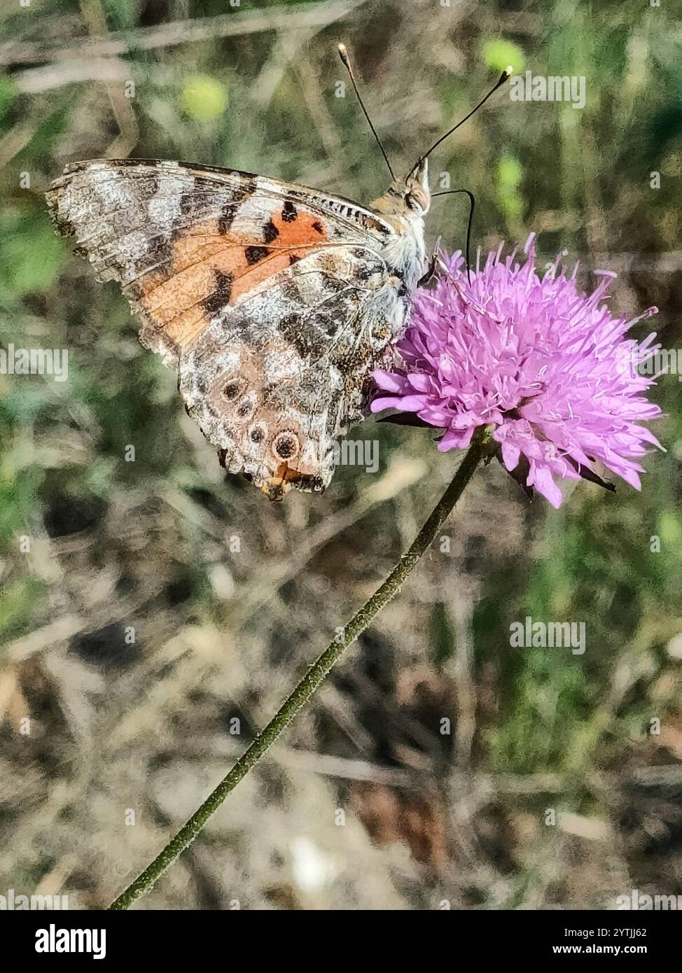 Painted Lady (Vanessa cardui Stock Photo - Alamy