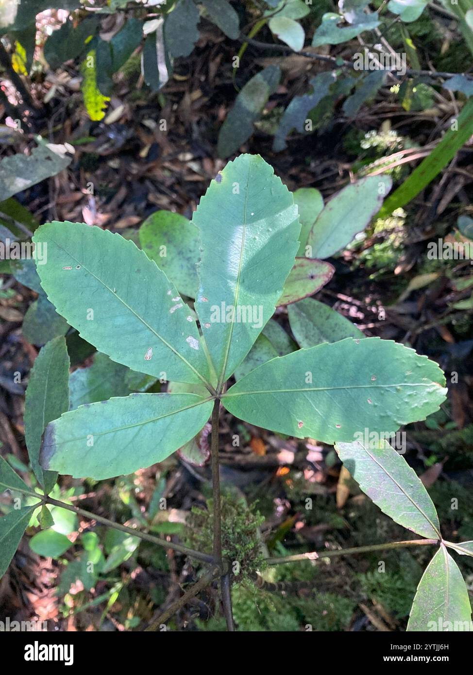 Mountain Five Finger (Pseudopanax colensoi Stock Photo - Alamy