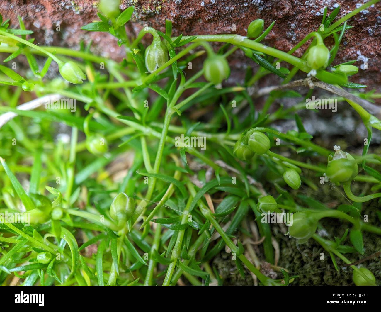 Procumbent Pearlwort (Sagina procumbens Stock Photo - Alamy