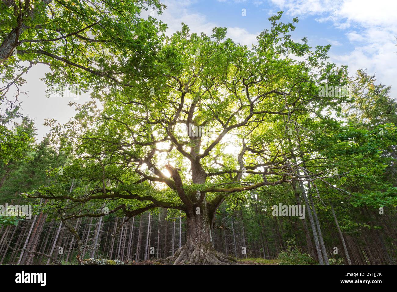 Lush and verdant the oak of Paavola (Paavolan Tammi in Finnish) - large ...