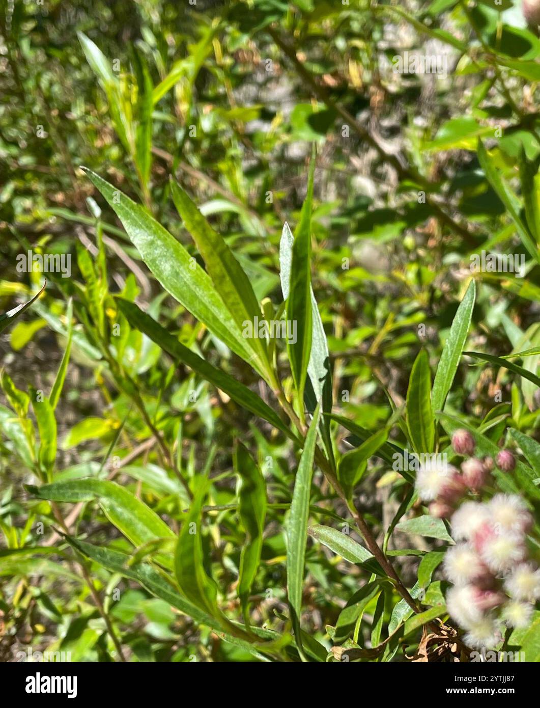 mule fat (Baccharis salicifolia Stock Photo - Alamy