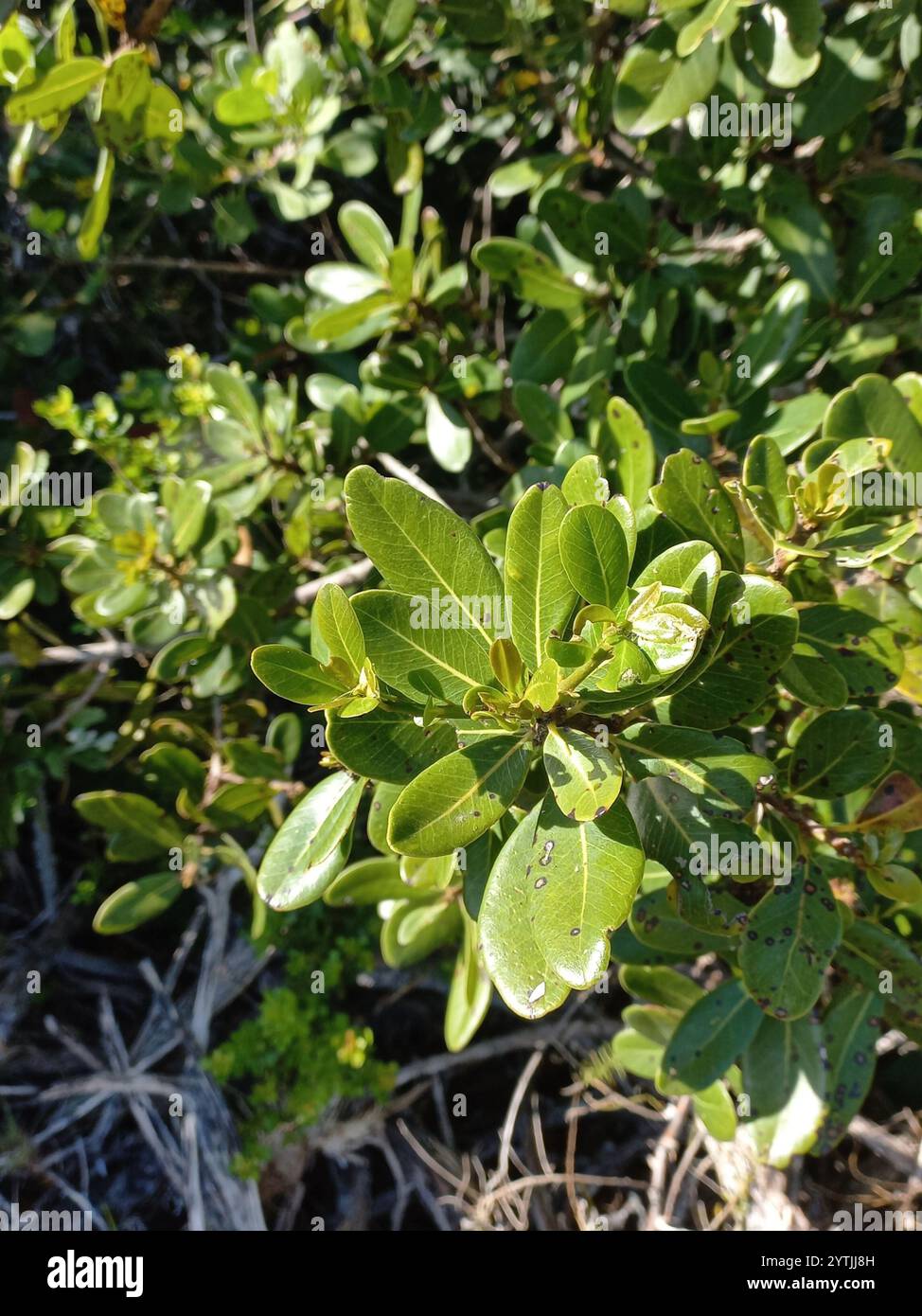 white milkwood (Sideroxylon inerme Stock Photo - Alamy
